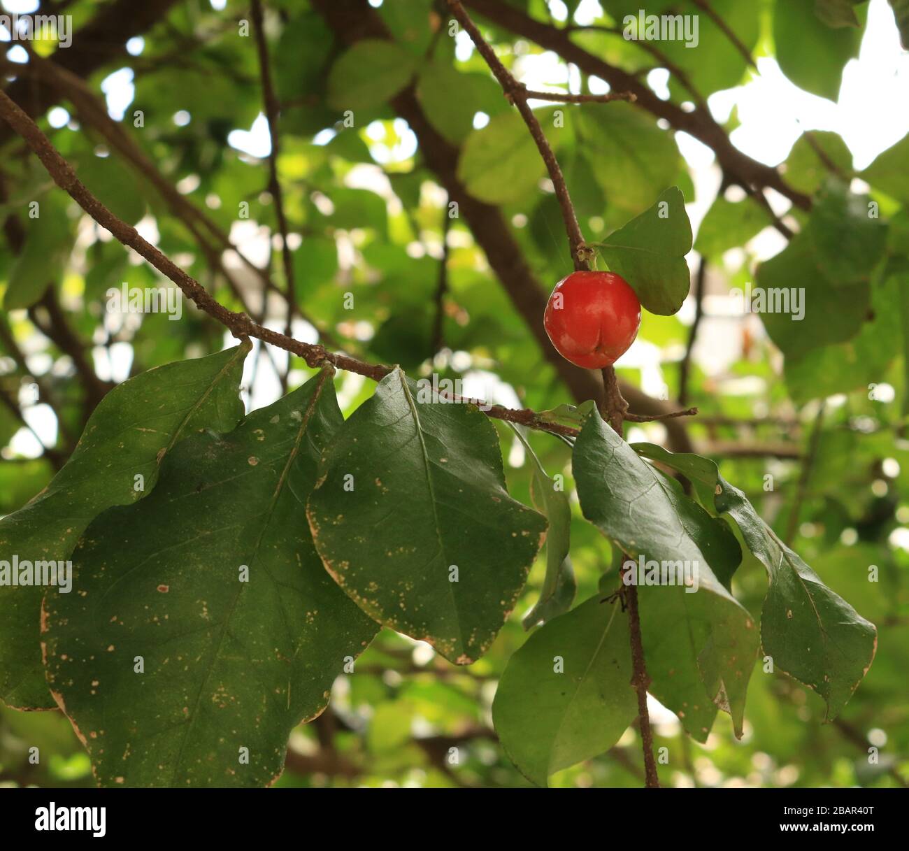 Pitanga fruit hi-res stock photography and images - Alamy