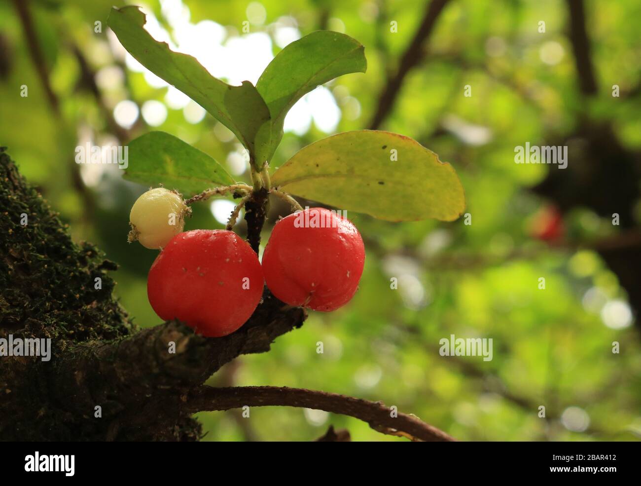 Pitanga Cherry Fruit Stock Photo - Alamy