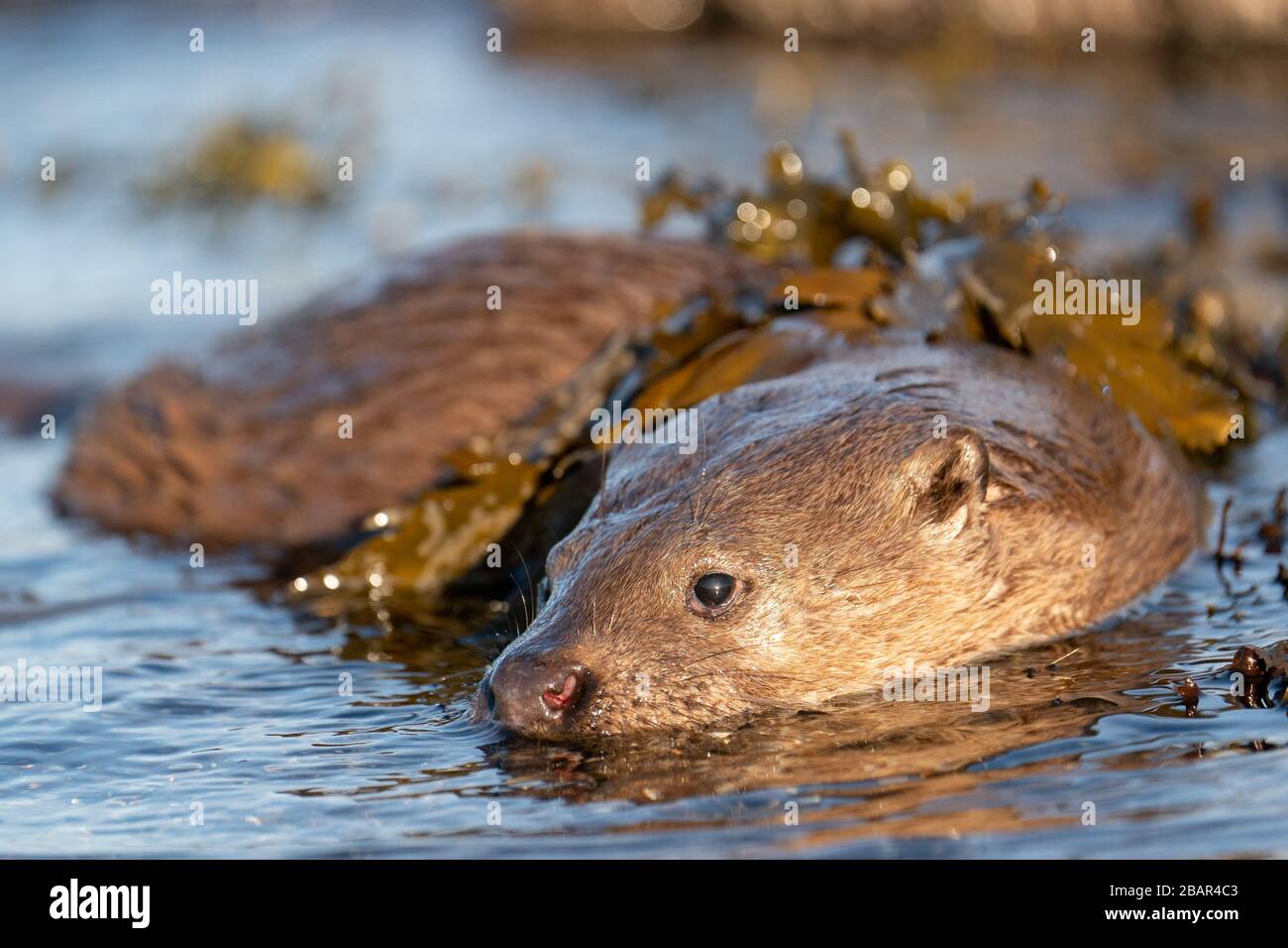 Otter uk back hi-res stock photography and images - Alamy