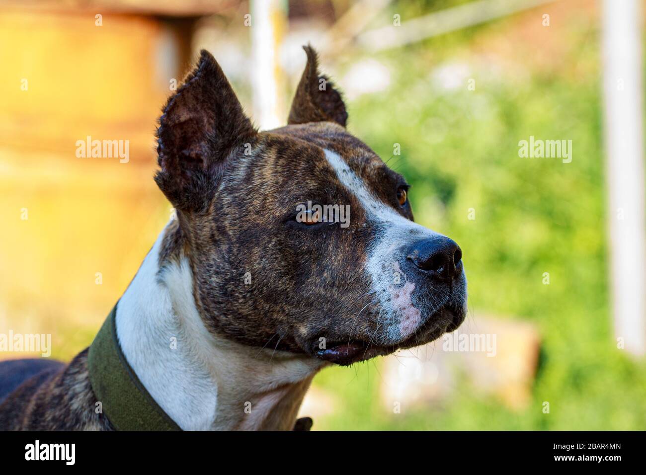 Muzzle of a large evil guard dog with large teeth close-up. The open ...