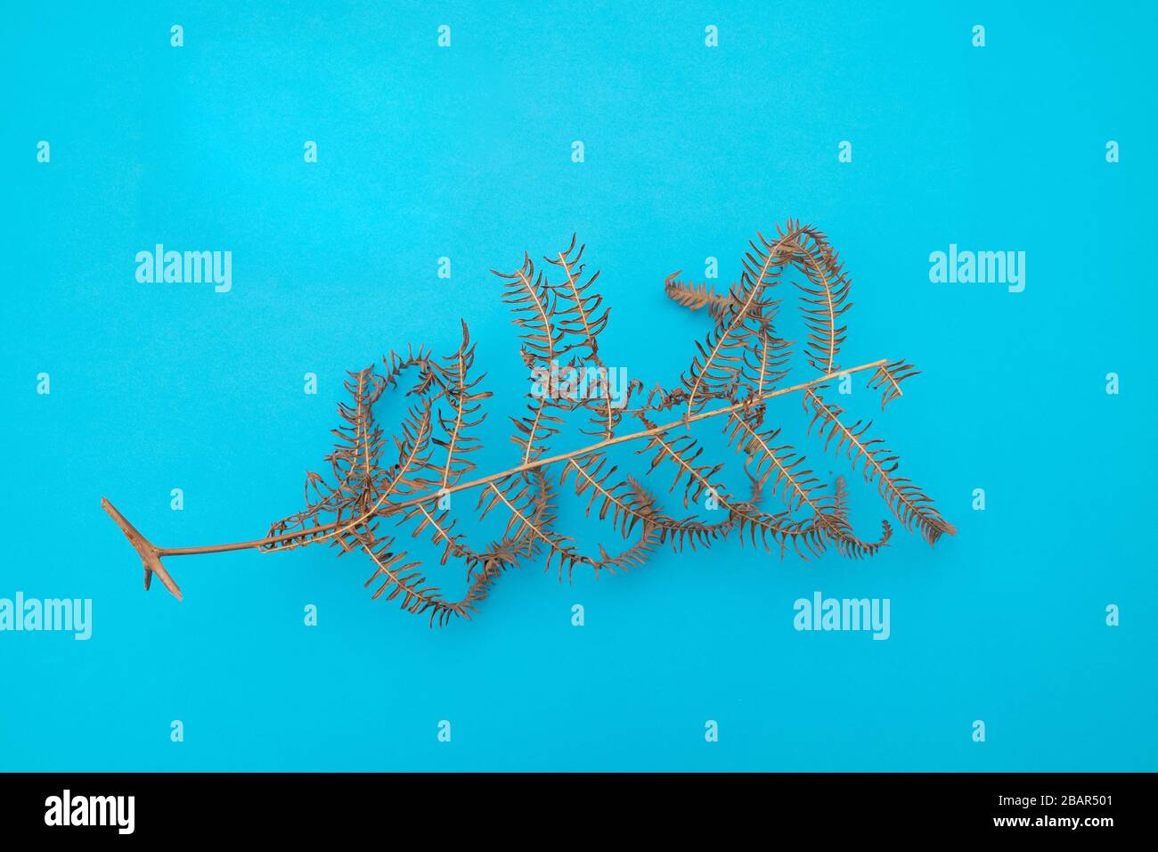 Dead fern hi-res stock photography and images - Alamy