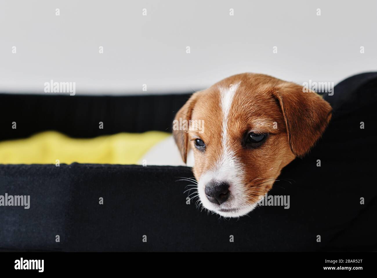 Dog scared bed hi-res stock photography and images - Alamy