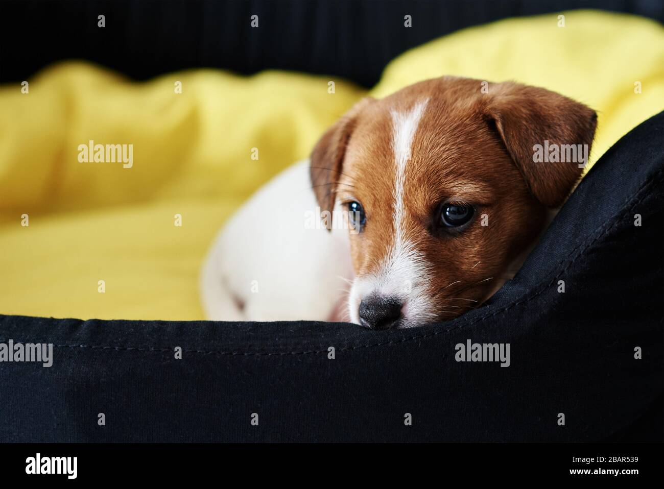 Dog scared bed hi-res stock photography and images - Alamy