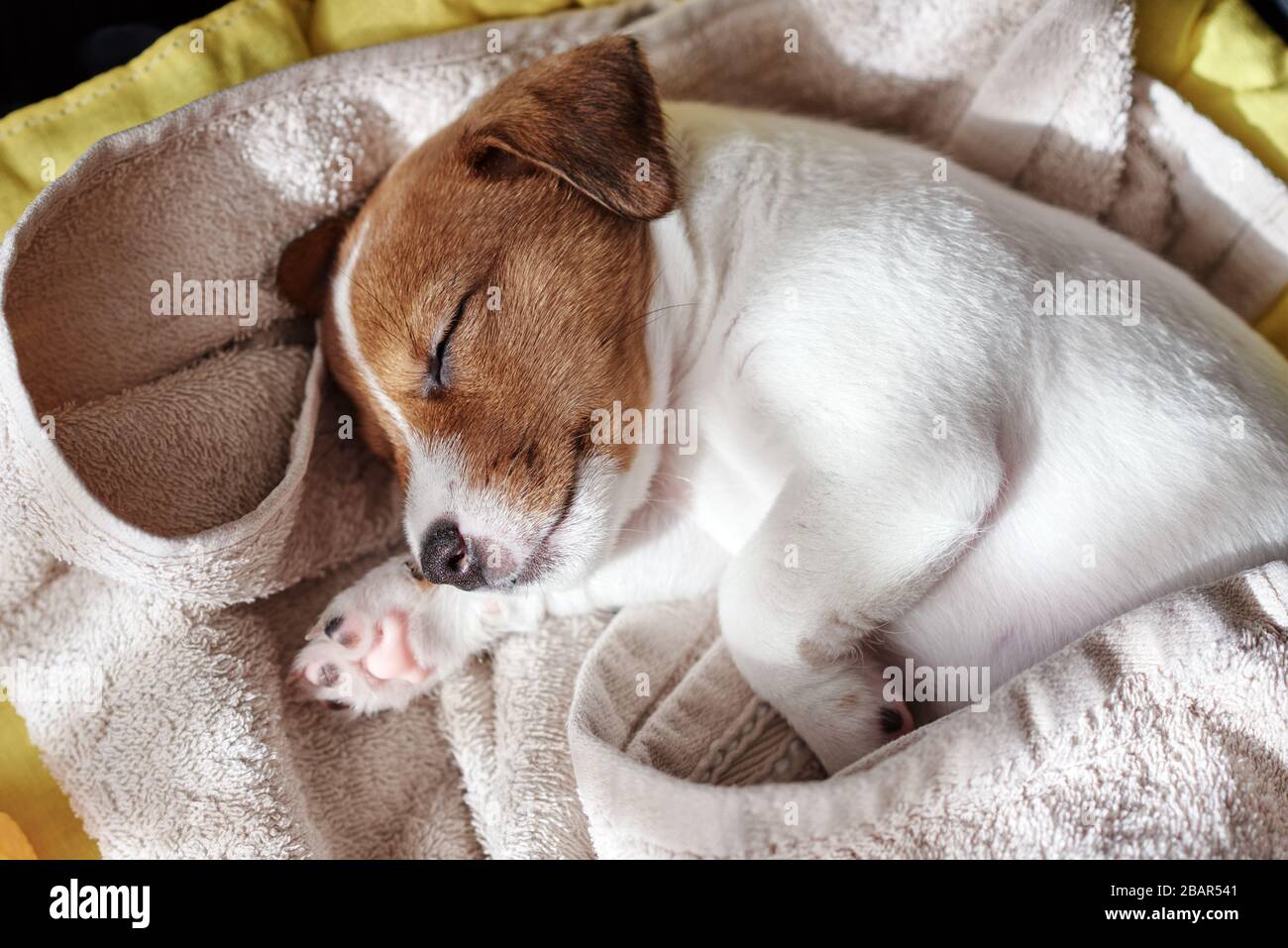 Dog scared bed hi-res stock photography and images - Alamy