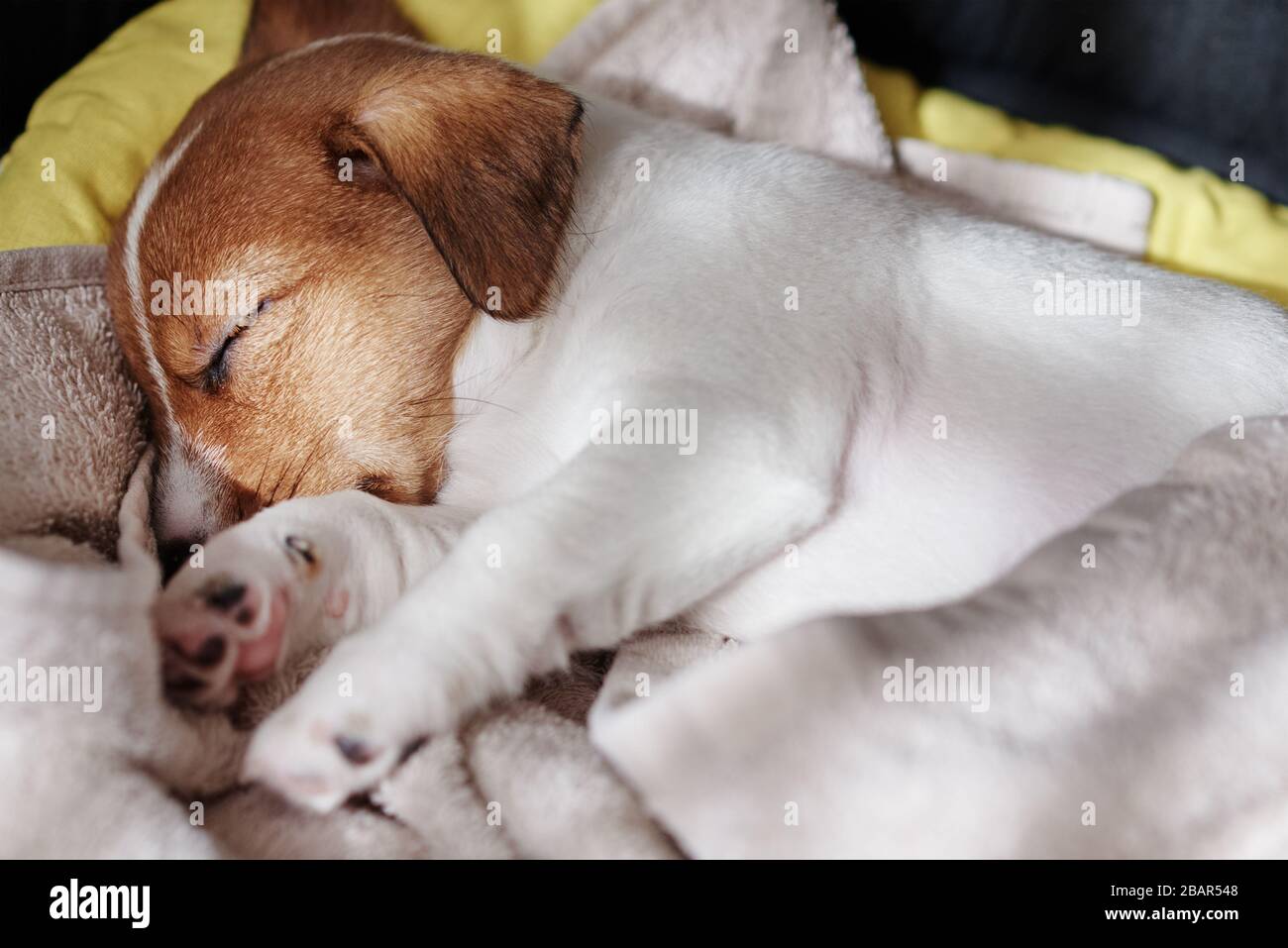 Dog scared bed hi-res stock photography and images - Alamy