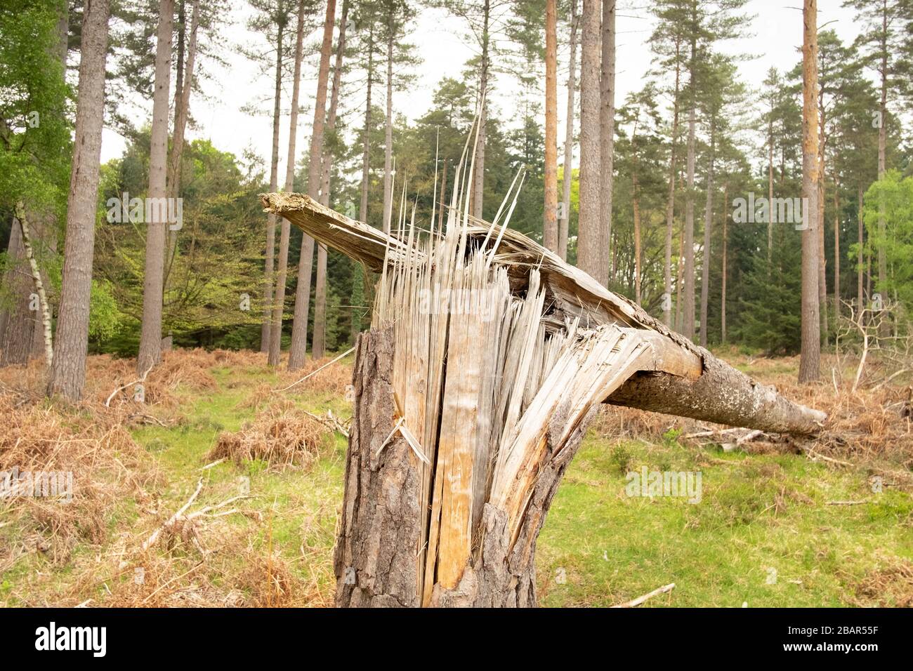 Large tall old fallen tree trunk and stump, in the New Forest ...