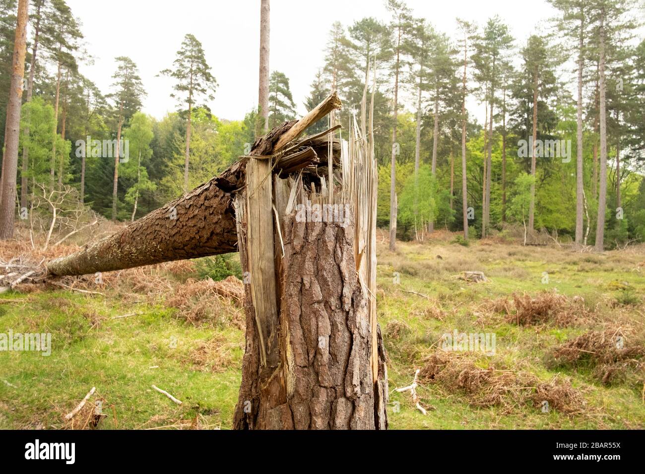 Large tall old fallen tree trunk and stump, in the New Forest ...