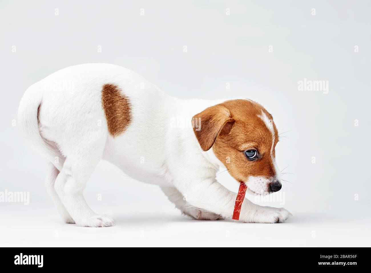 Jack russel terrier dog eat delicious food on a white background Stock ...