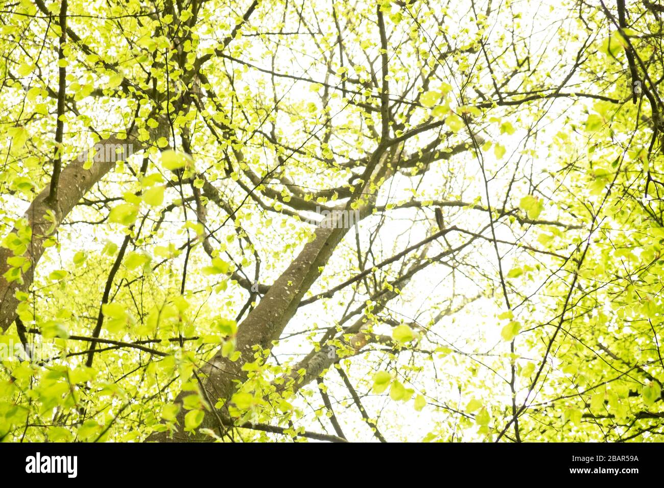 Light shining through colourful green leaves on tree branches in the ...