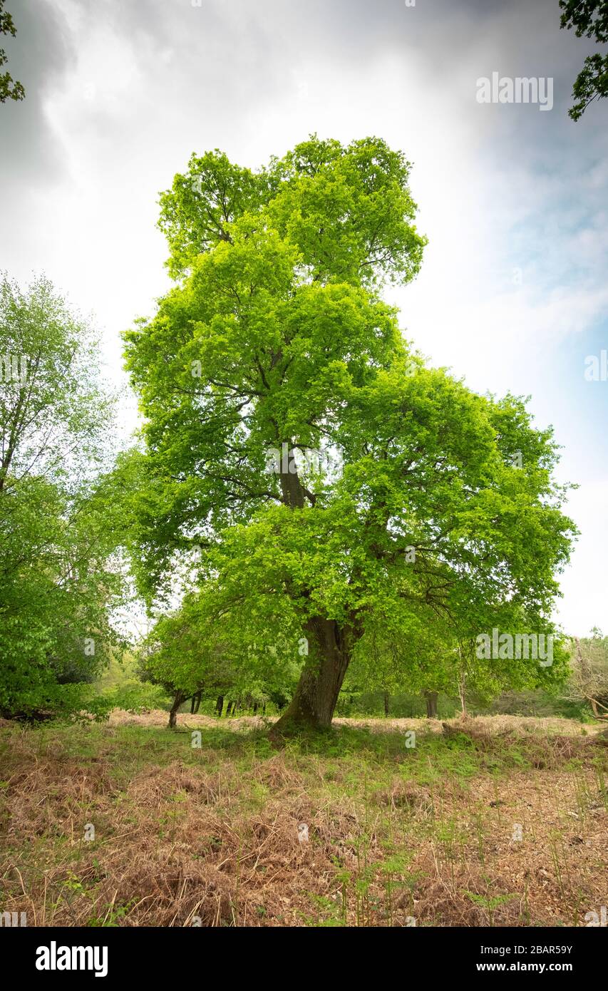 Large old oak tree with new leaves in summer in the New Forest ...