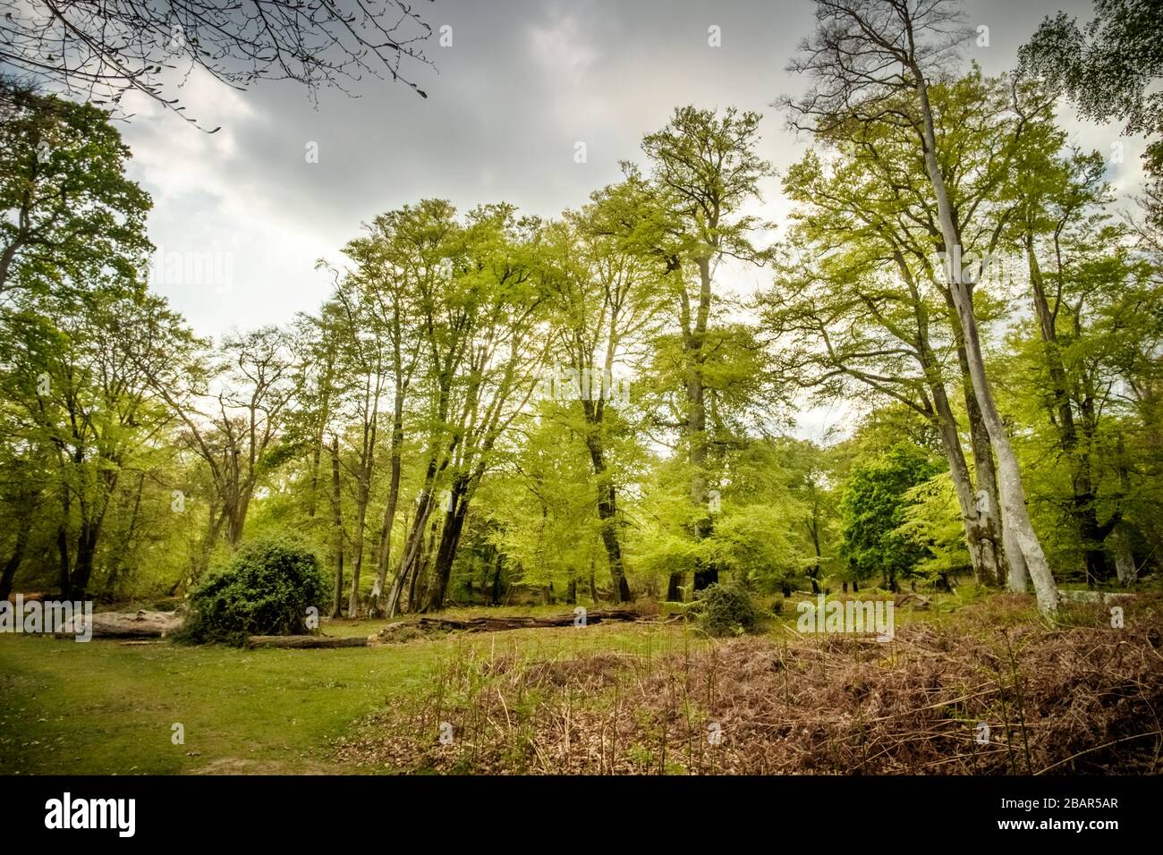New forest summer landscape hampshire hi-res stock photography and ...