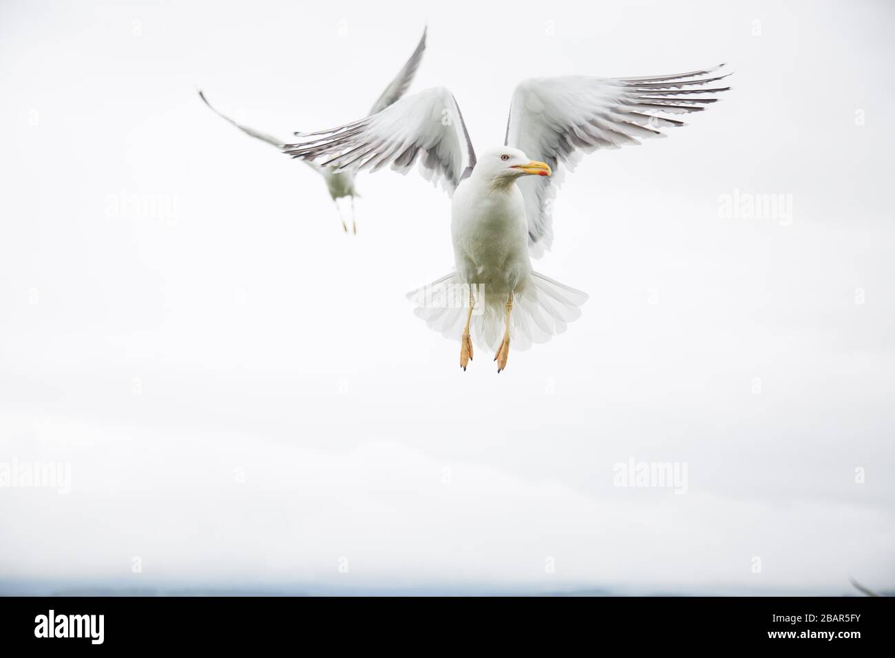 Gull in flight Stock Photo - Alamy