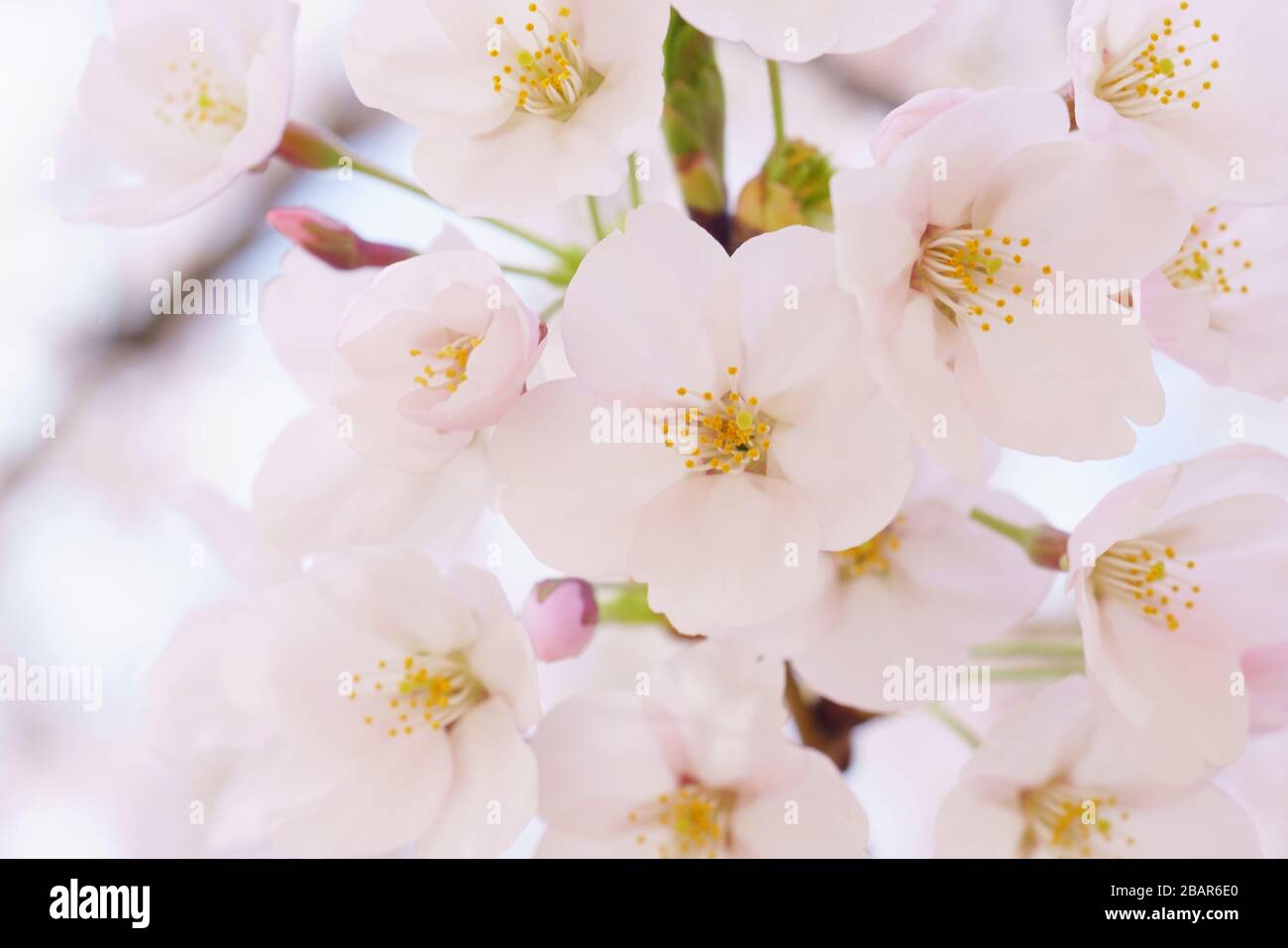 Cherry blossoms make beautiful scenes in spring Stock Photo - Alamy