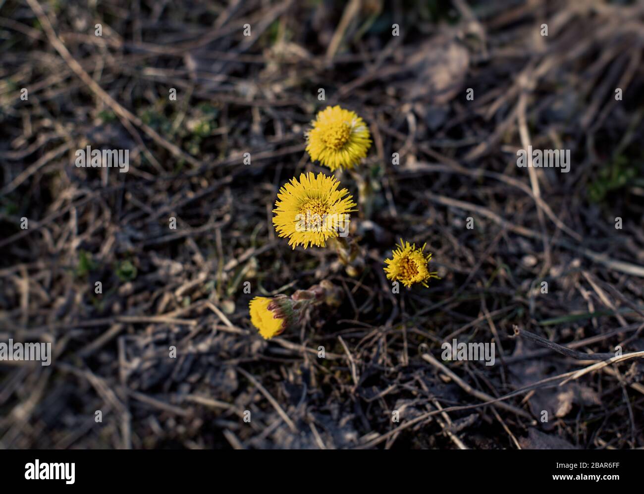 Coltsfoot or foalfoot four flowers in spring among dryed grass. Spring ...
