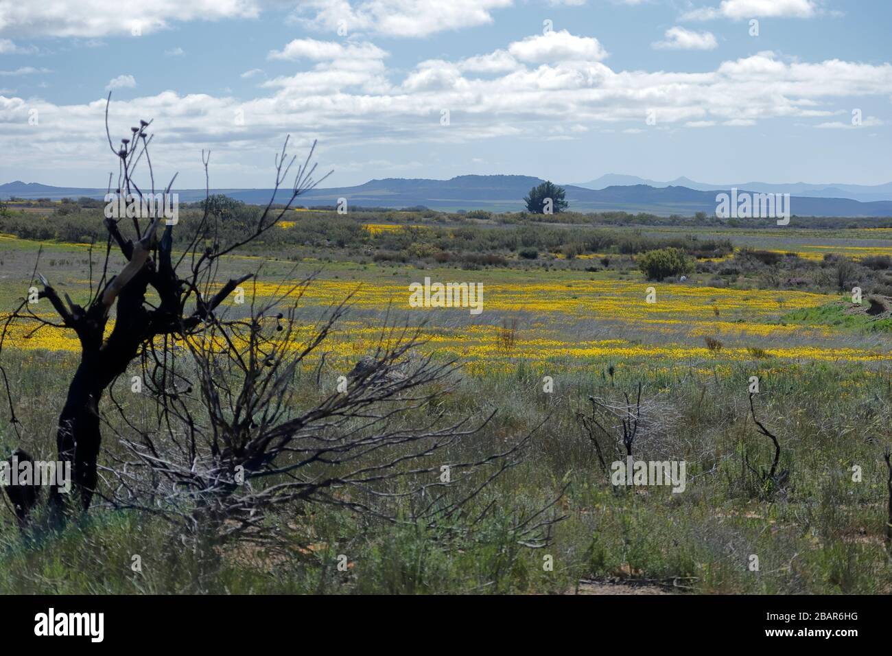 Fields of wild flowers brighten the landscape in and around ...