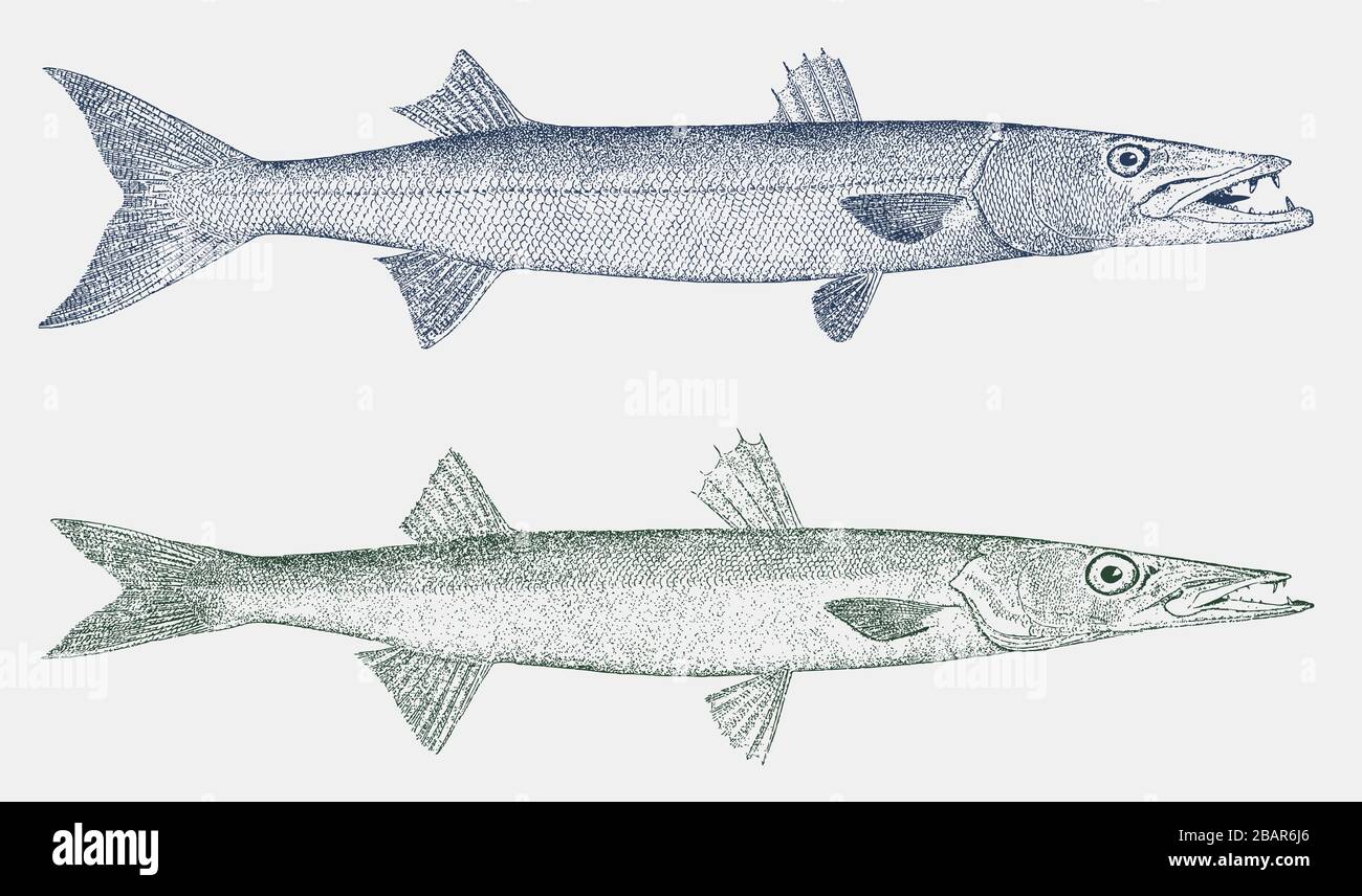 Great barracuda sphyraena and northern sennet sphyraena borealis in ...