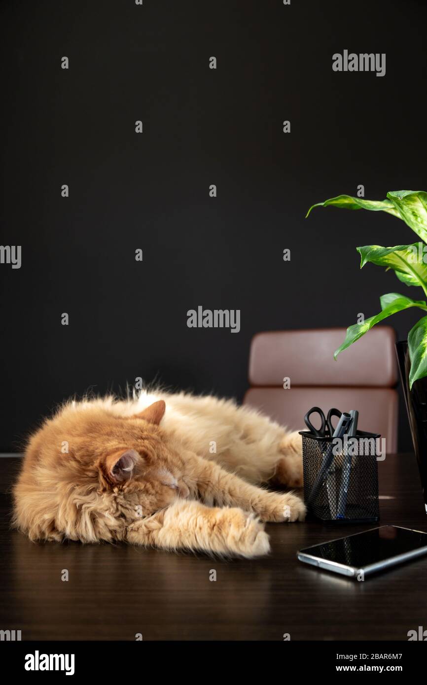 Cat sleeping on desk at home office with plant, smartphone, coffee cup ...