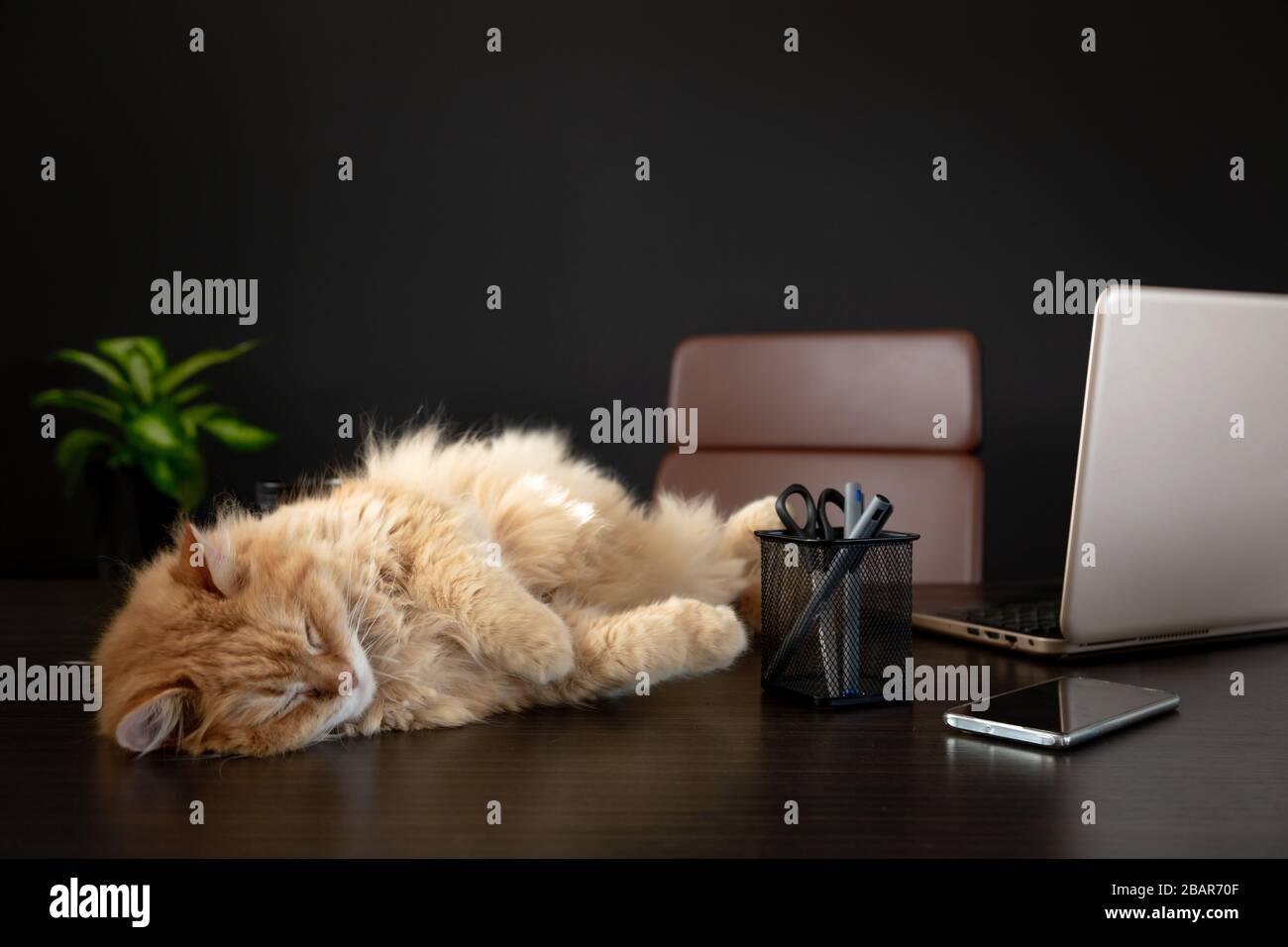 Cat sleeping on desk at home office with laptop, smartphone and some ...