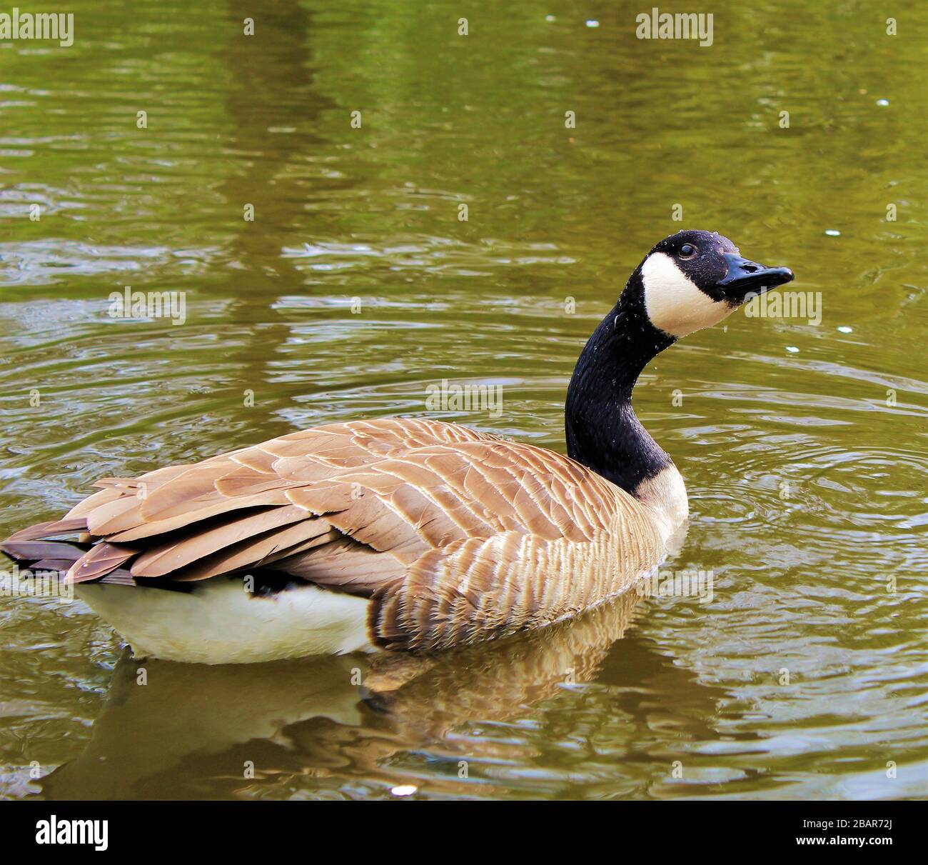 Canadian Goose Looking Back Stock Photo - Alamy