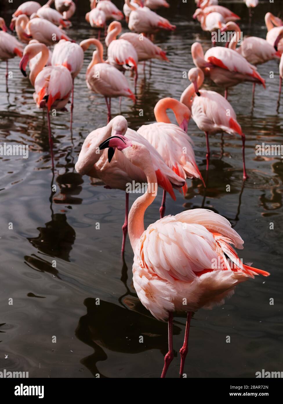 Flamingos africa mating hi-res stock photography and images - Alamy