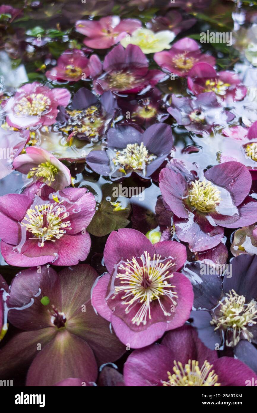 Close up of hellebores hi-res stock photography and images - Alamy