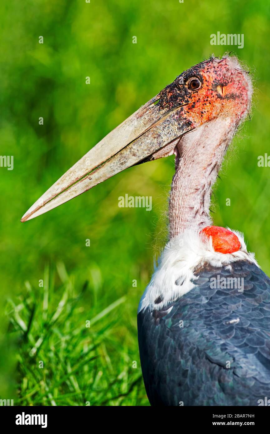 Female marabou hi-res stock photography and images - Alamy
