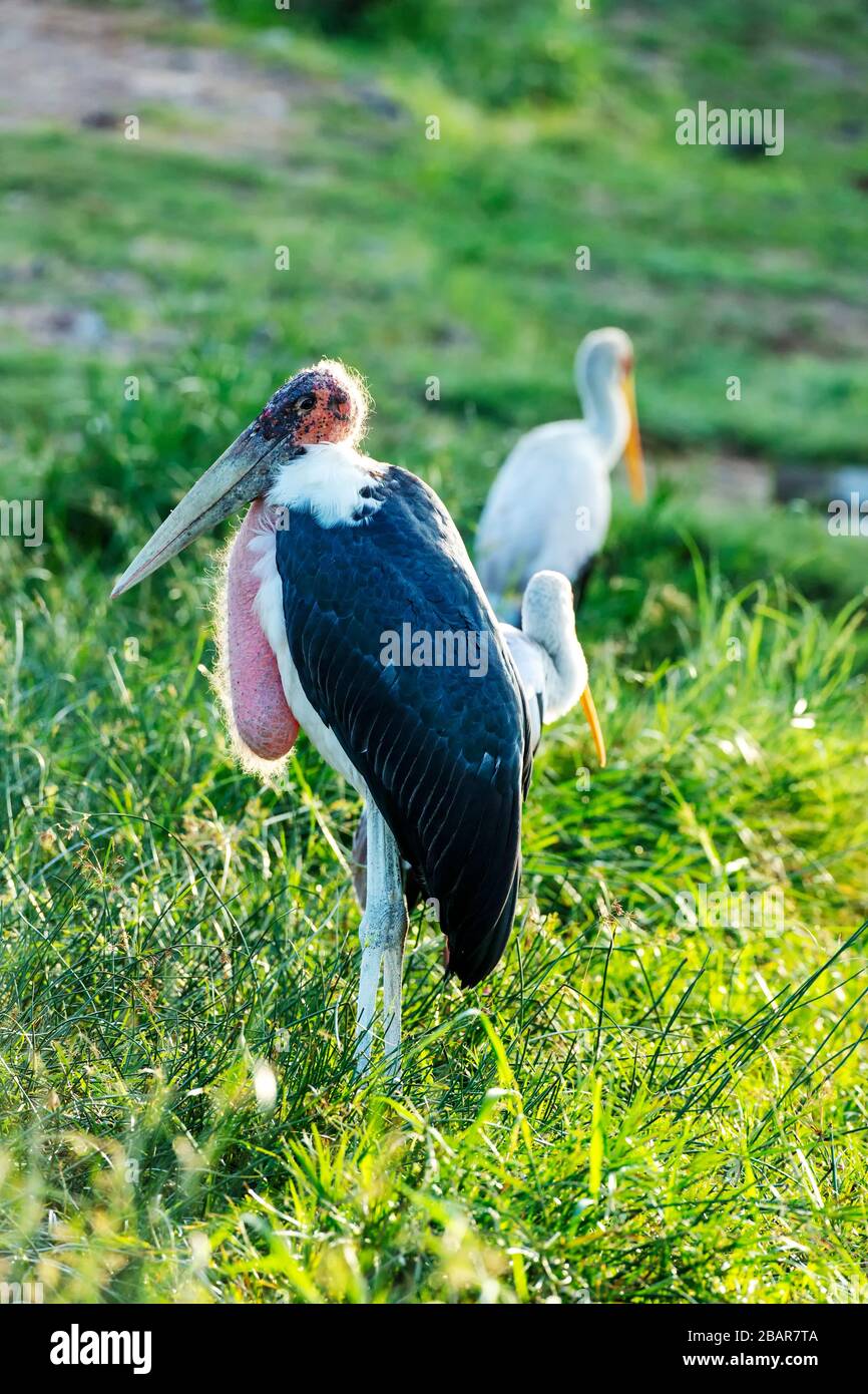 Marabou stork with red head hi-res stock photography and images - Alamy