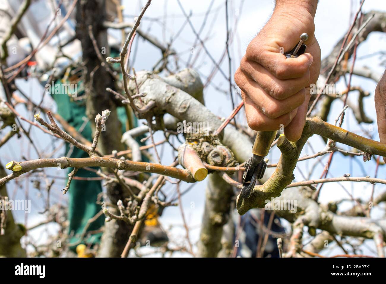 Orchard ladders hi-res stock photography and images - Alamy
