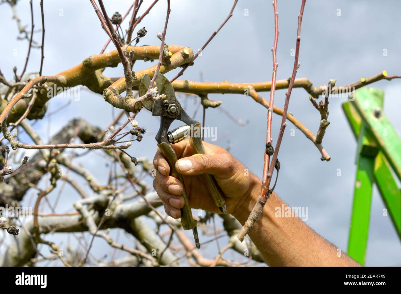 farmer pruning apple tree in an orchard Stock Photo - Alamy