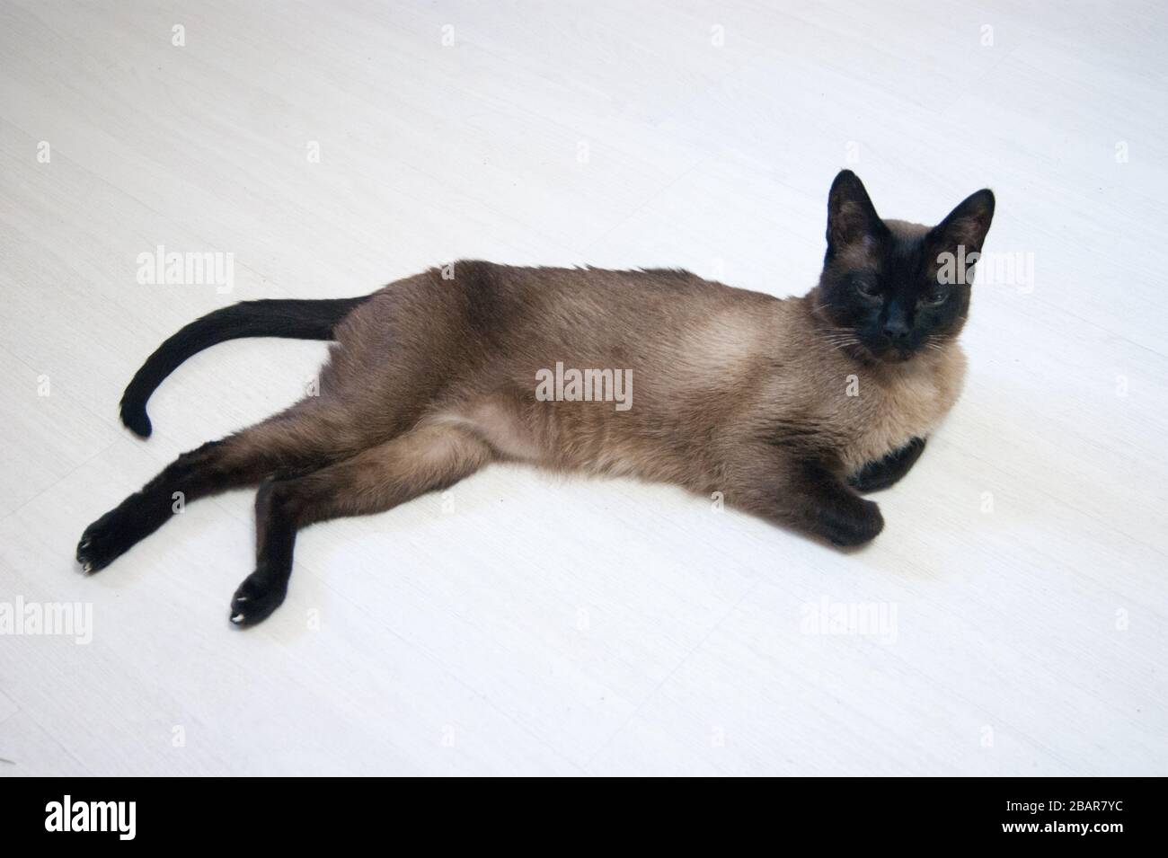 White siamese cat hi-res stock photography and images - Alamy