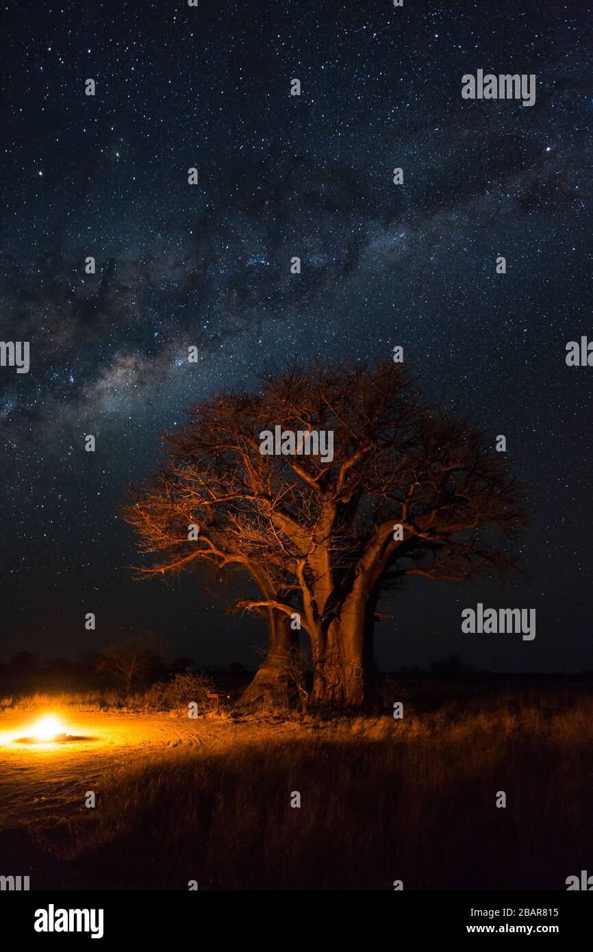 Campfire under trees hi-res stock photography and images - Alamy