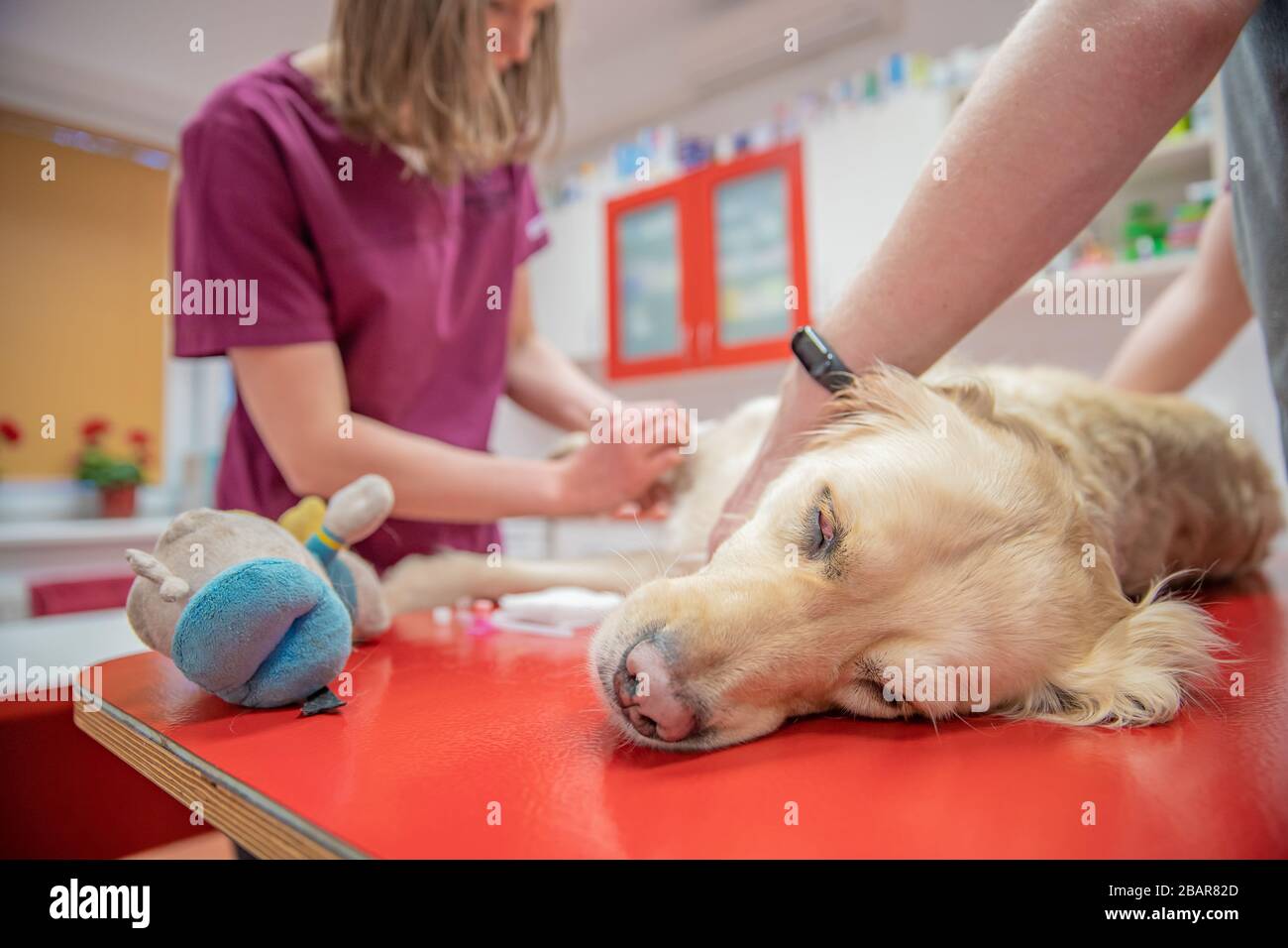 introduction of a cannula for blood collection into the dog's paw Stock ...