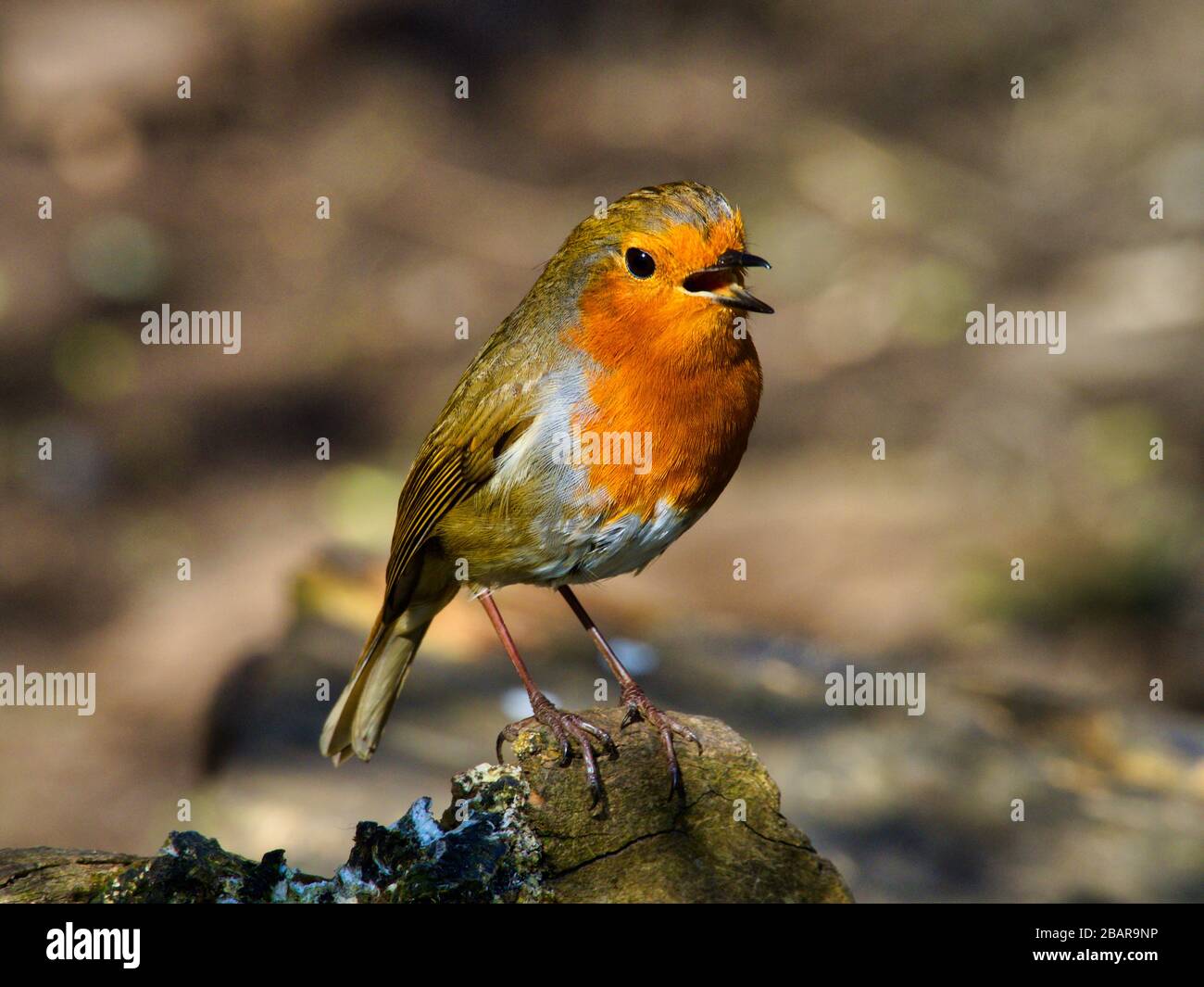 Robin singing beak open hi-res stock photography and images - Alamy