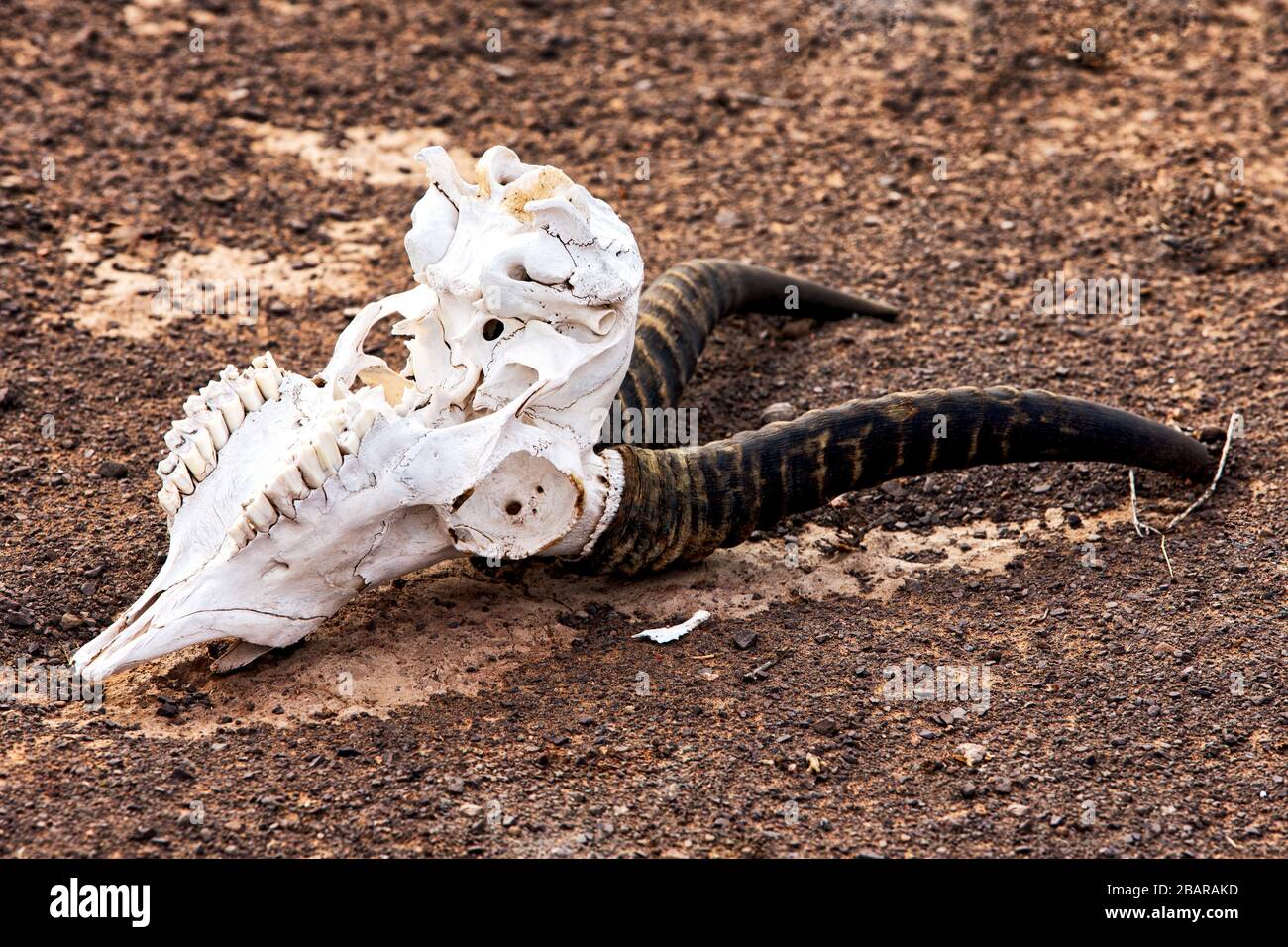 Springbok skull hi-res stock photography and images - Alamy