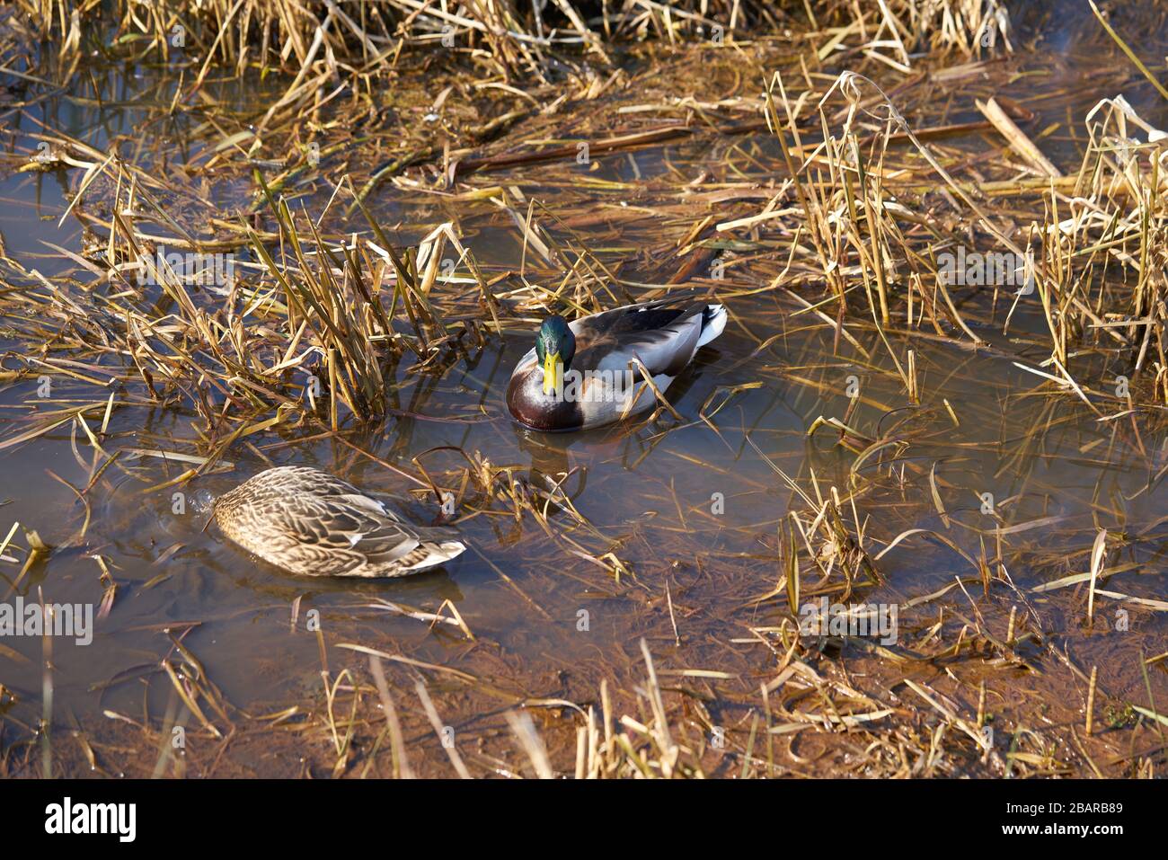 Muddy ditch hi-res stock photography and images - Alamy