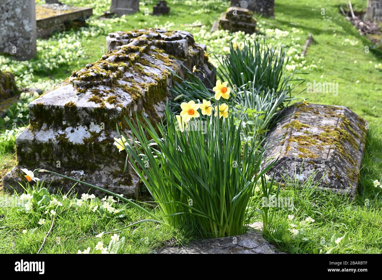 Daffodils and primroses in a graveyard. Parish Church of St James ...