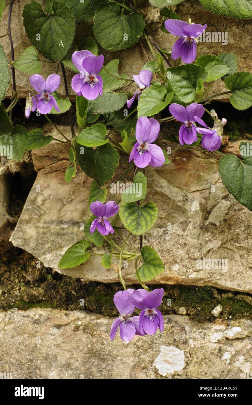 Violet wild plant hi-res stock photography and images - Alamy