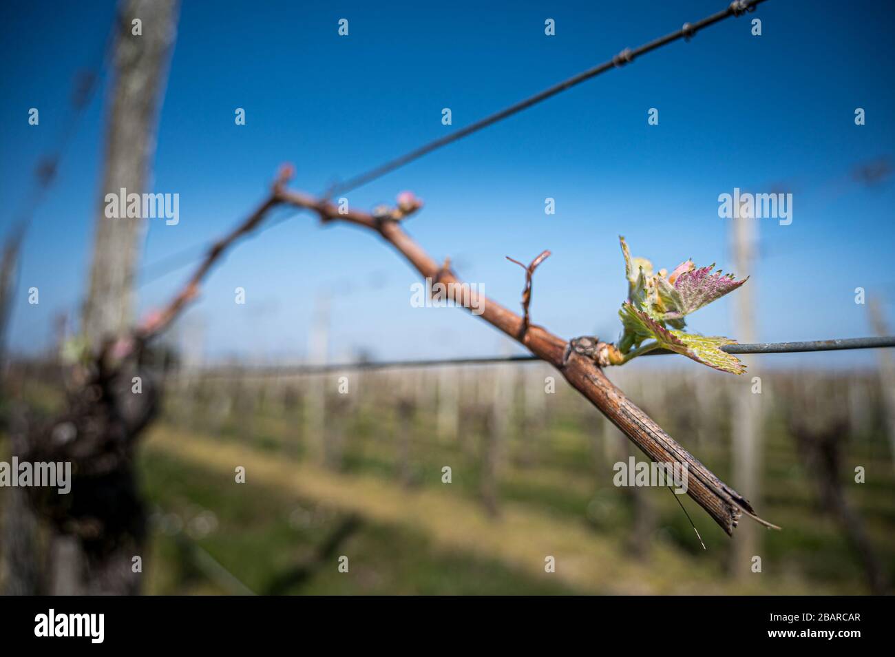 Bordeaux vineyard is waking up at the beginning of spring Stock Photo ...