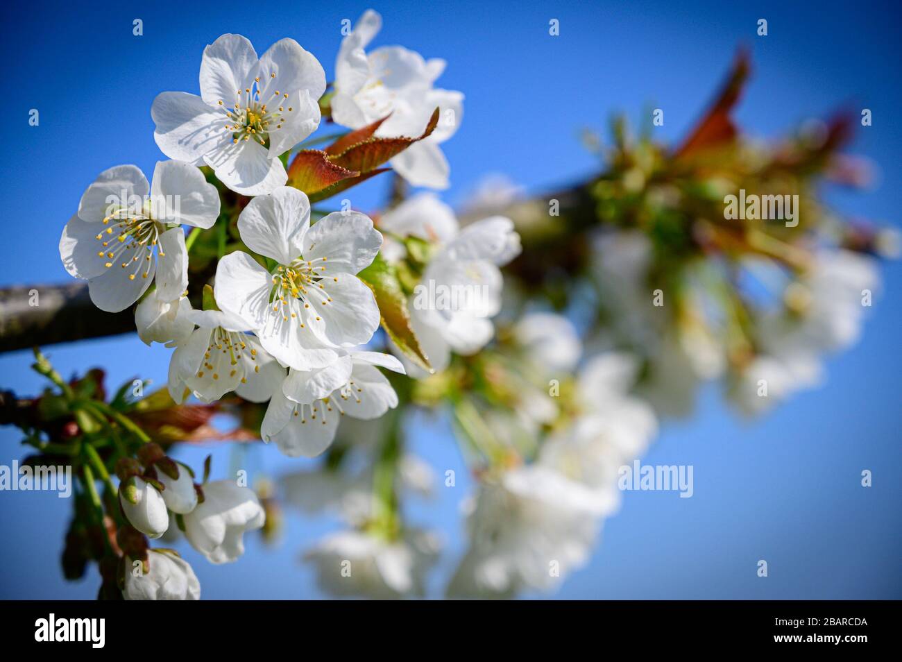 Natural march hi-res stock photography and images - Alamy