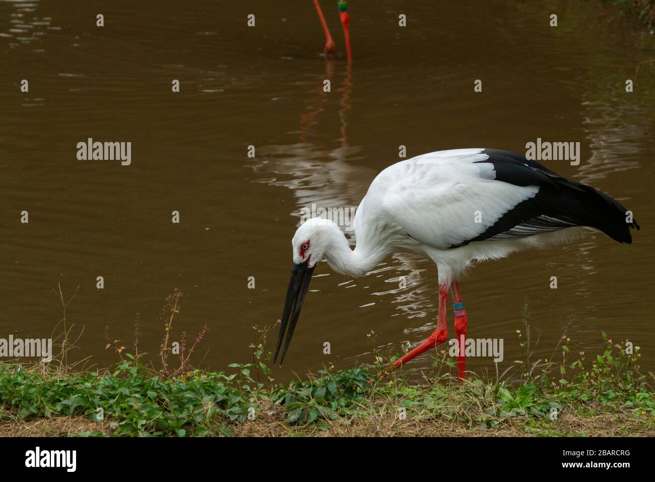 Oriental White Stork or Oriental stork (Ciconia boyciana) is a large ...
