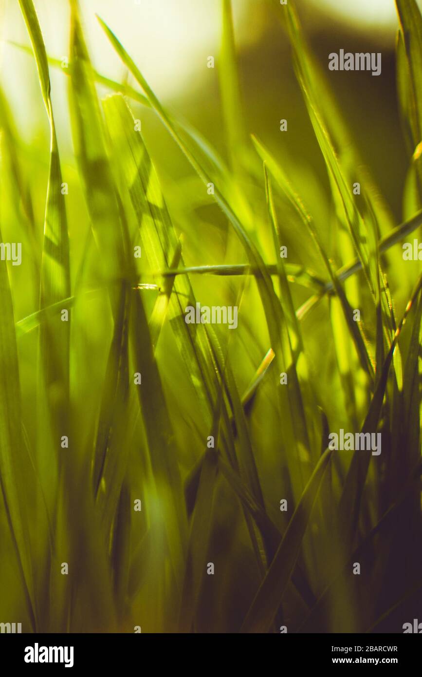 Abstract closeup side view hi-res stock photography and images - Alamy