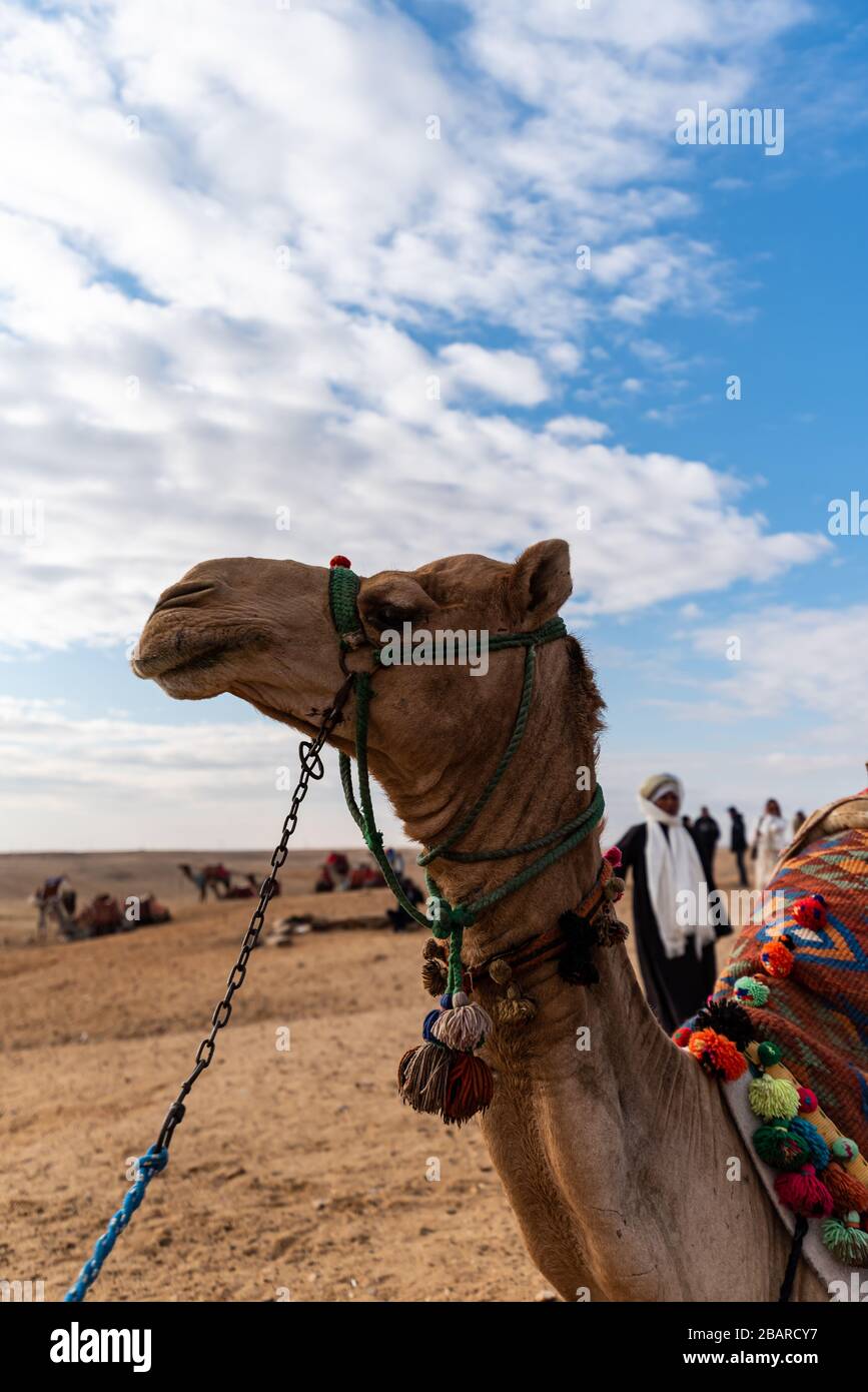 Giza pyramids,camel, Cairo Egypt Stock Photo - Alamy