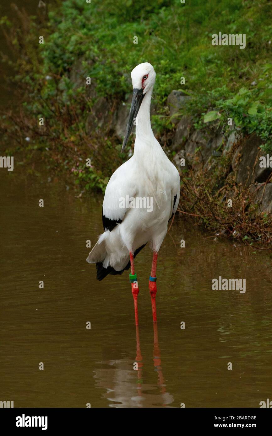 Oriental White Stork or Oriental stork (Ciconia boyciana) is a large ...