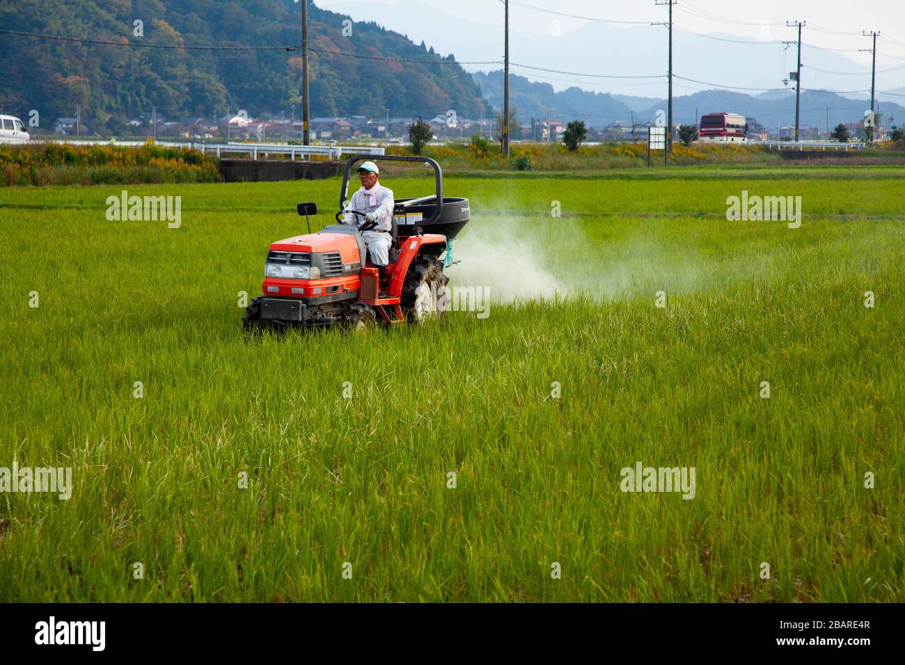 farmer is fertilizing a rice field. photographed in Japan in November ...