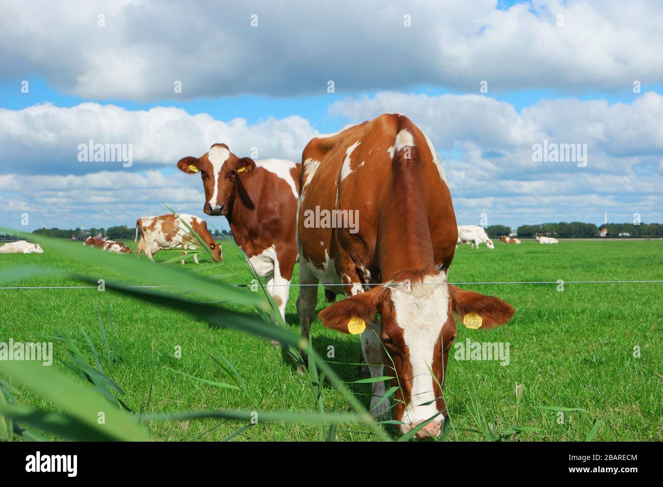 Dutch cows in the meadow during Spring in the Netherlands at ...