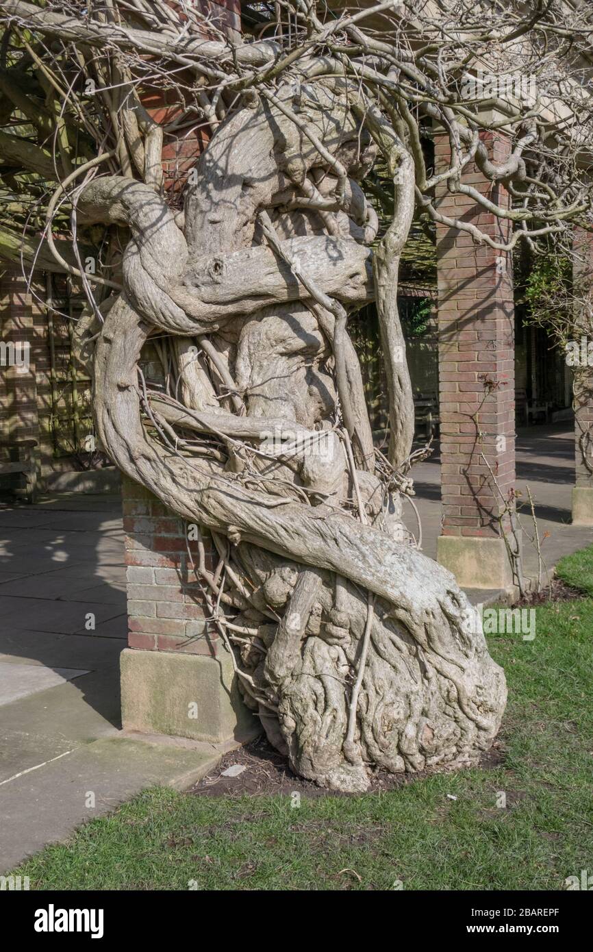 Old wisteria trunk Stock Photo - Alamy
