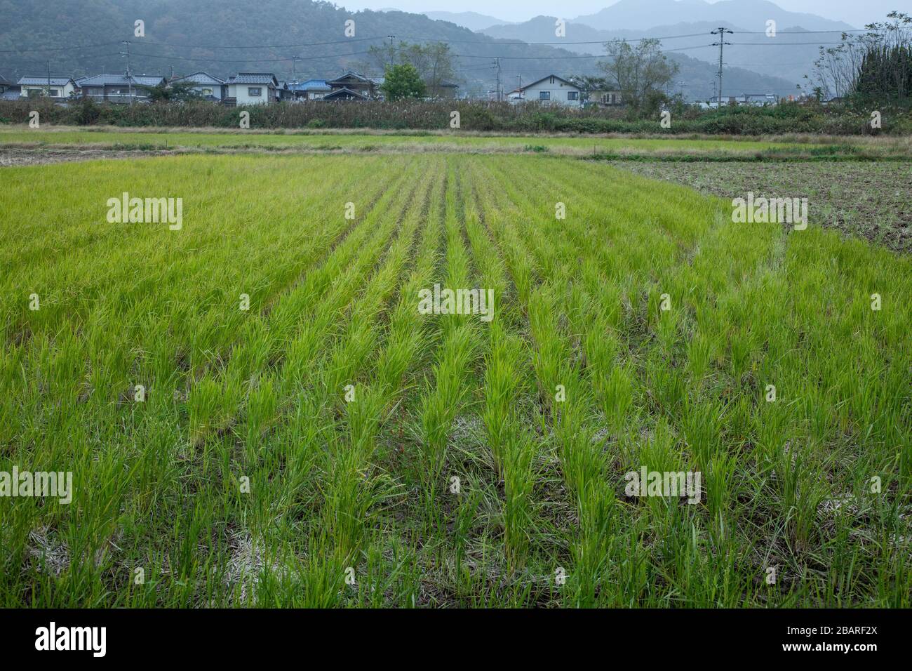 Paddy rice grain oryza on hi-res stock photography and images - Alamy
