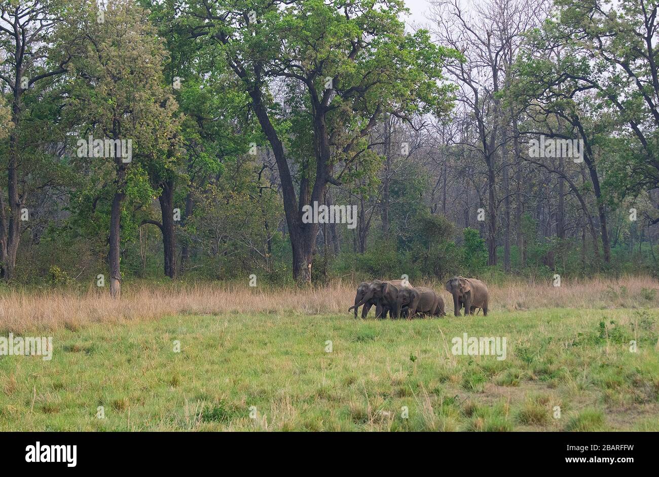 A herd of Indian Elephants crossing the green grasslands of Jim Corbett ...