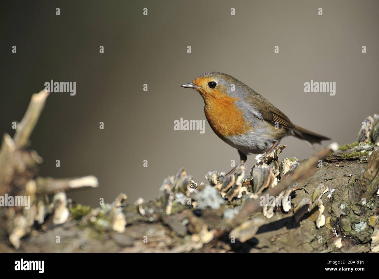 European robin (Erithacus rubecula) standing on a broken dead tree ...