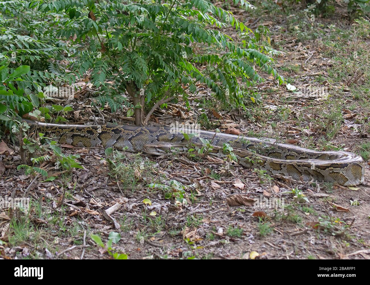 Indian Rock Python at Jim Corbett National Park, Uttarakhand, India ...